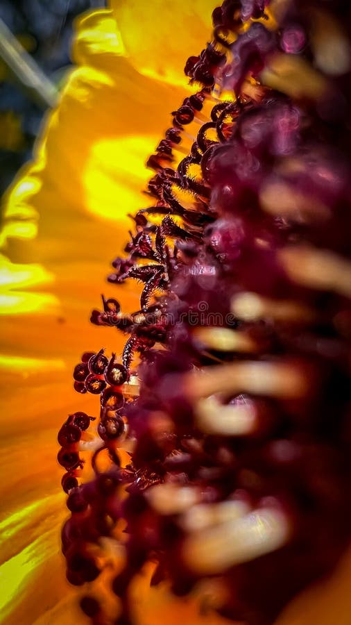 389 Sunflower Zoom Stock Photos - Free & Royalty-Free Stock Photos from ...