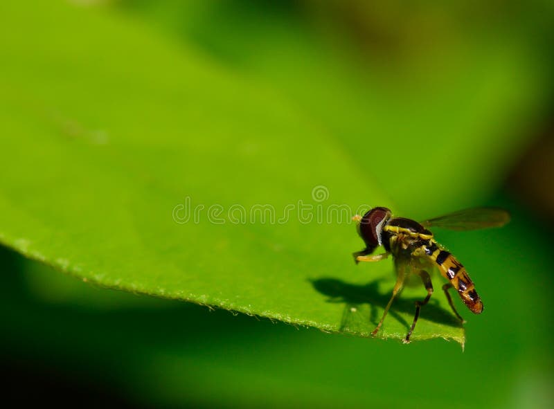Macro of Sweat Fly Resting on Edge of Leaf Stock Photo - Image of ...