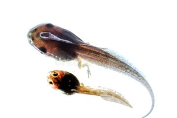 Hatching Tadpole Stock Photos - Free & Royalty-Free Stock Photos from ...