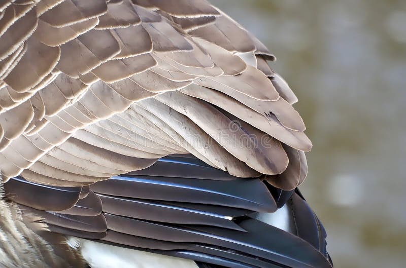 Macro of the Tail Feathers of the Canadian Goose Stock Image - Image of ...