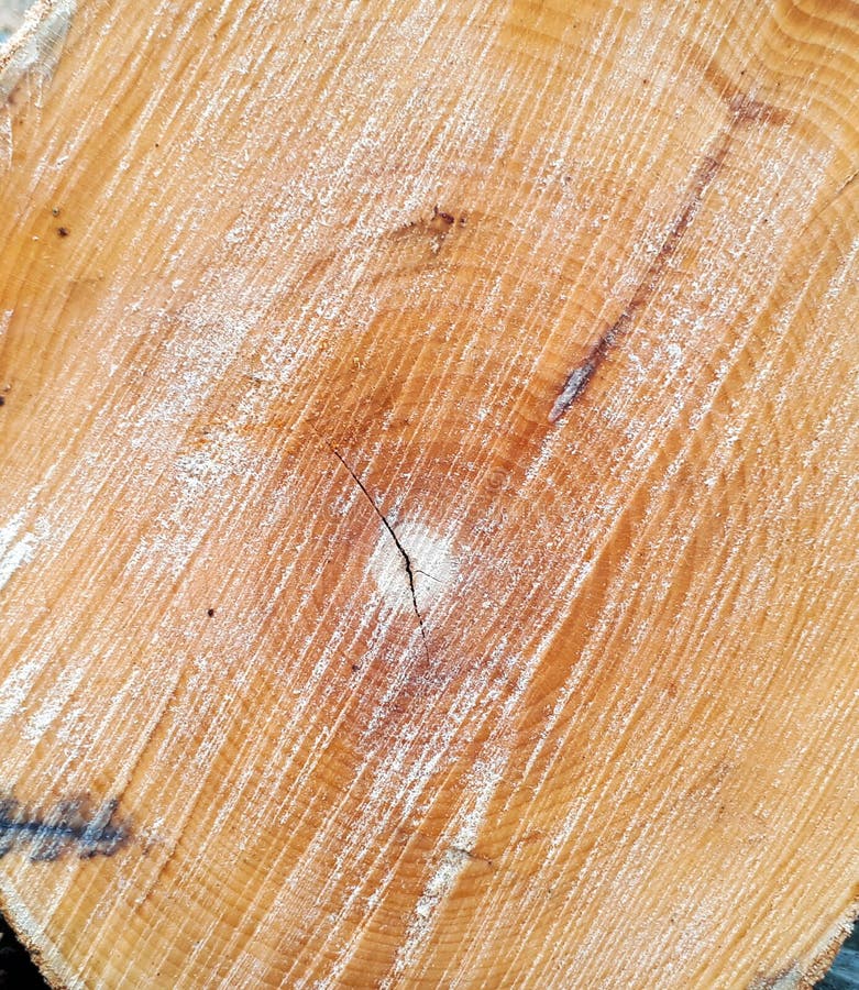 Macro Texture of Beech Tree Stock Photo - Image of wallpaper, yellow ...