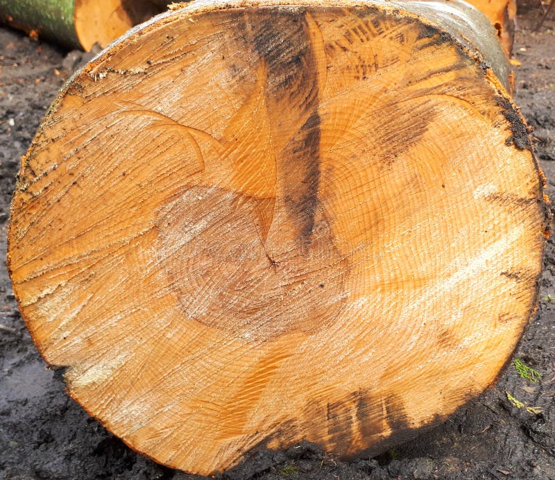 Macro Texture of Beech Tree Stock Image - Image of beech, logs: 117384753