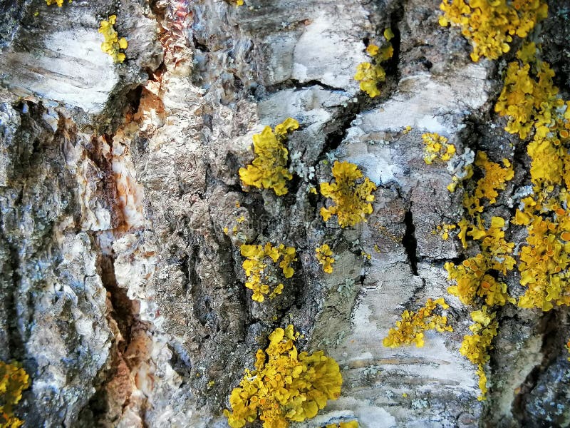 Macro Texture of Birch Bark with Gold Moss . Close Up Photo Stock Image ...