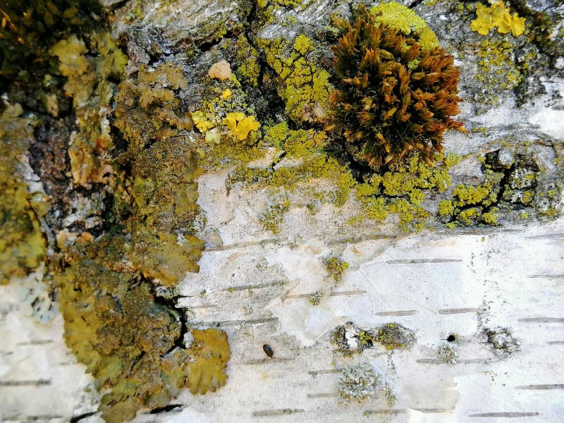 Macro Texture of Birch Bark with Gold Moss . Close Up Photo Stock Photo ...