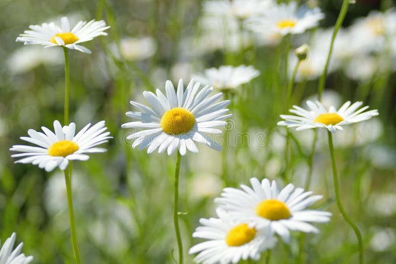Macro Texture of Pink Daisy Flower with Water Droplets Stock Image ...