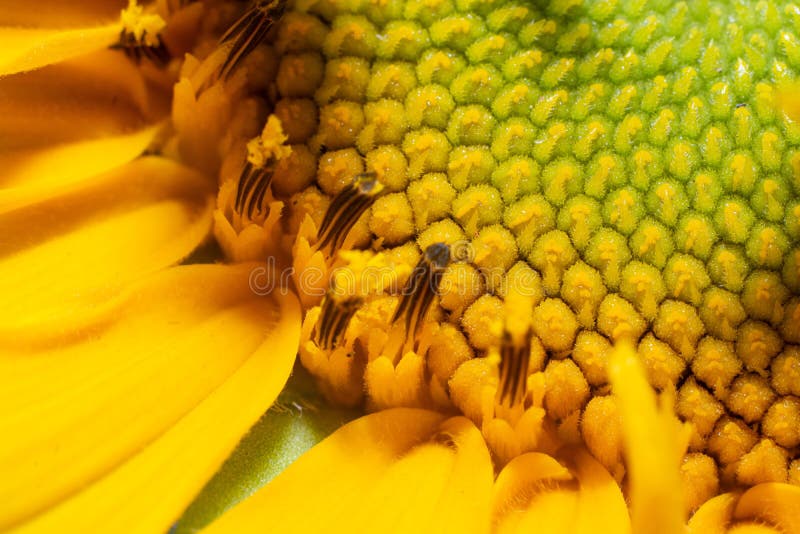 Macro of the Texture of a Common Sunflower Stock Image - Image of ...