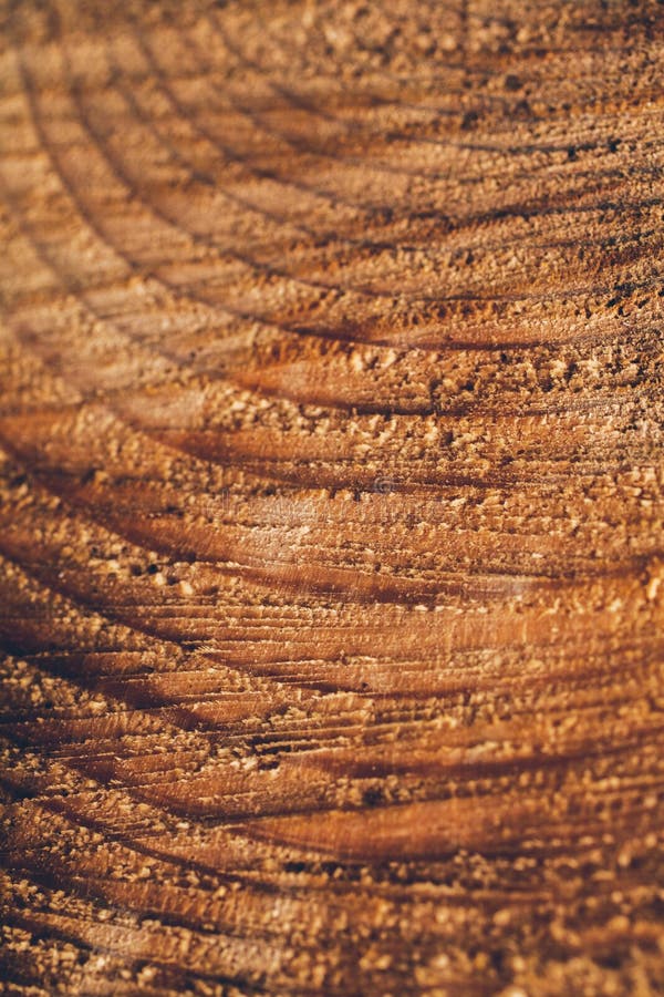 Macro Texture of Cut Tree Trunk. Stump of Pine Tree. Wood Texture and ...