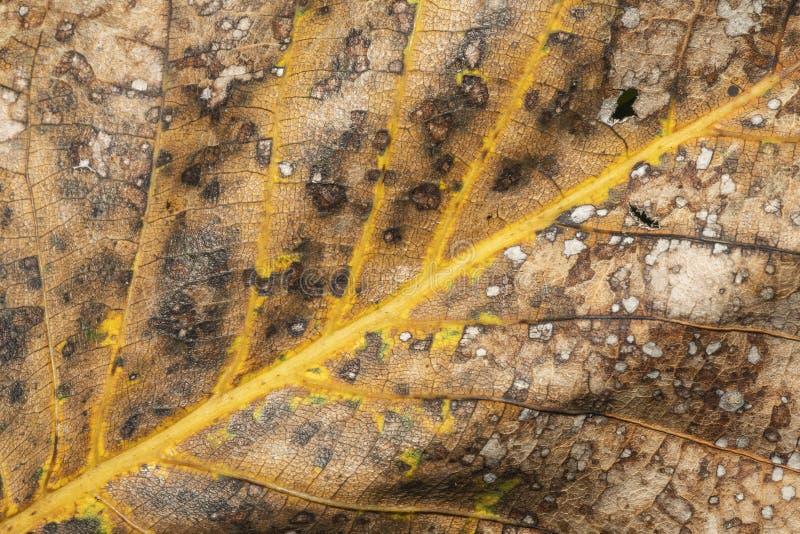 A dry fallen leaf stock image. Image of fall, leaf, autumn - 259170459