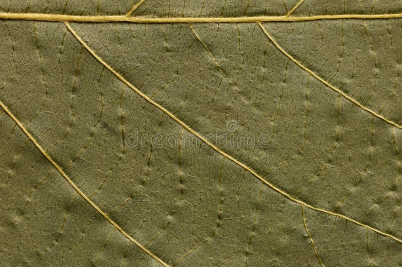 Macro Texture Dry Leaf Plants for the Background. Stock Image - Image ...