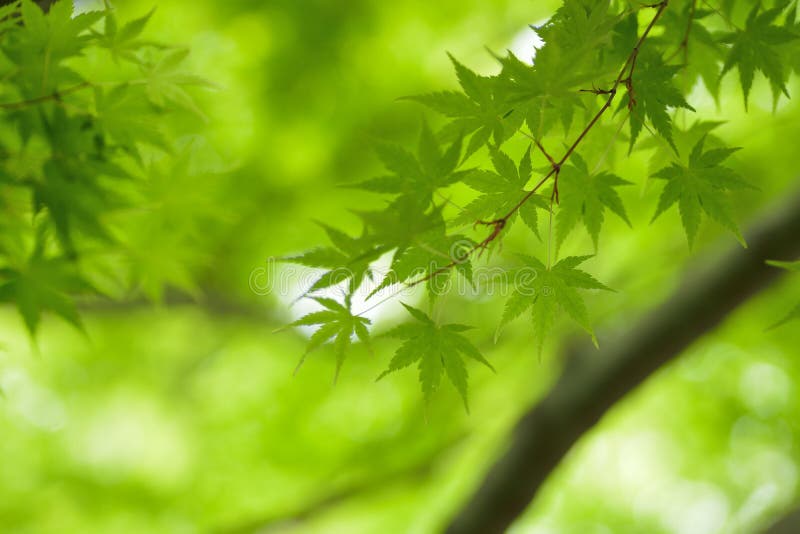 Macro Texture of Fresh Green Japanese Maple Leaves Stock Photo - Image ...