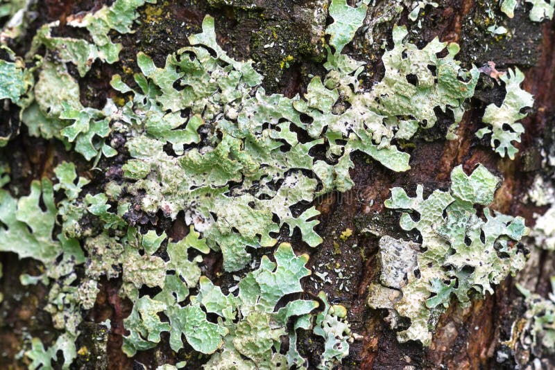 Macro Texture of Green Lichen on Tree Bark during Summer in Austria ...