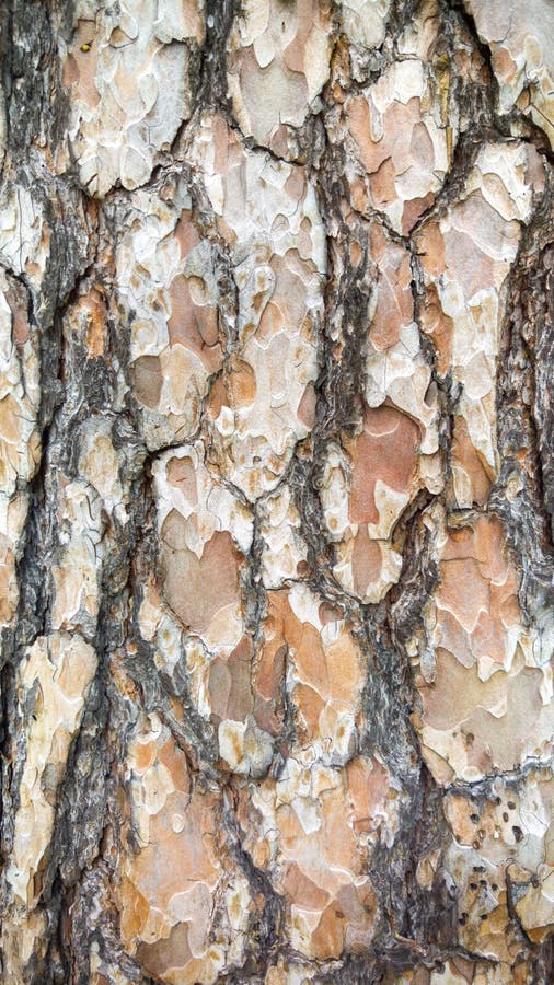 Macro Texture Image of Pine Tree Bark. Closeup of Spruce Tree Trunk ...