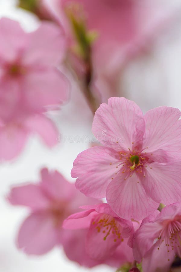 Macro Texture of Japanese Pink Cherry Blossoms Stock Image - Image of ...