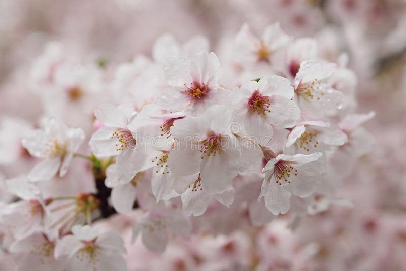 Macro Texture of Japanese White Cherry Blossoms Stock Photo - Image of ...