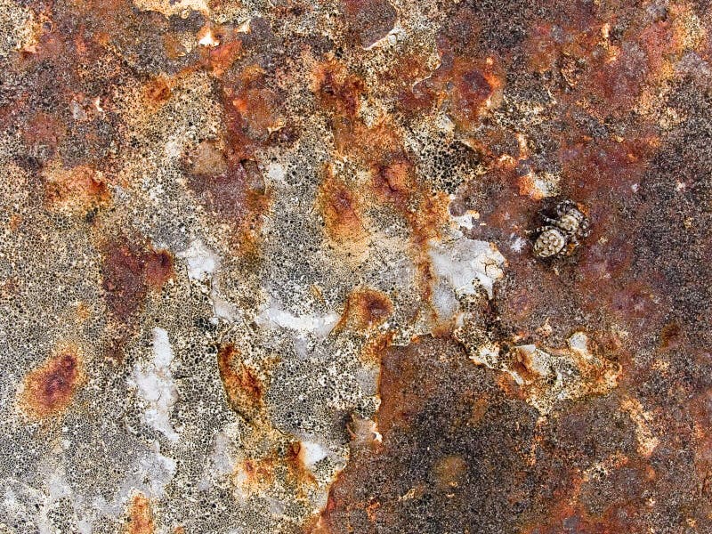 81+ Rot texture Free Stock Photos - StockFreeImages