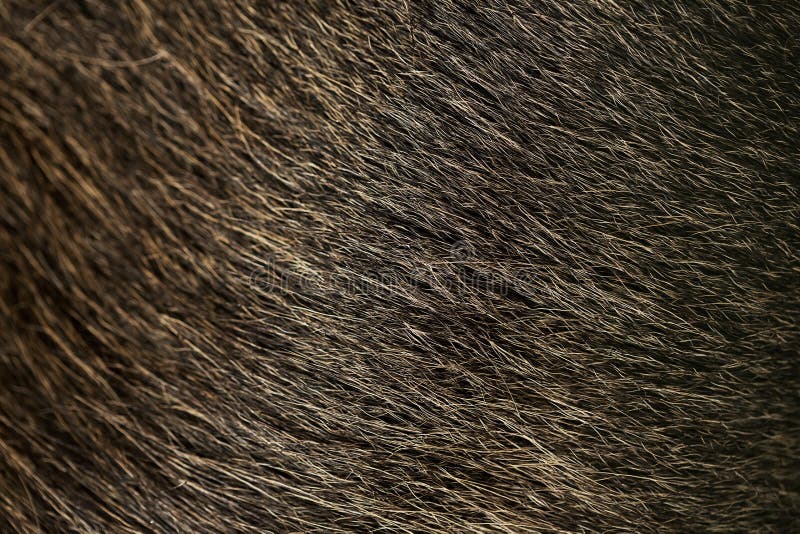Macro Natural Fur Texture of Brown Moose Stock Photo - Image of natural ...