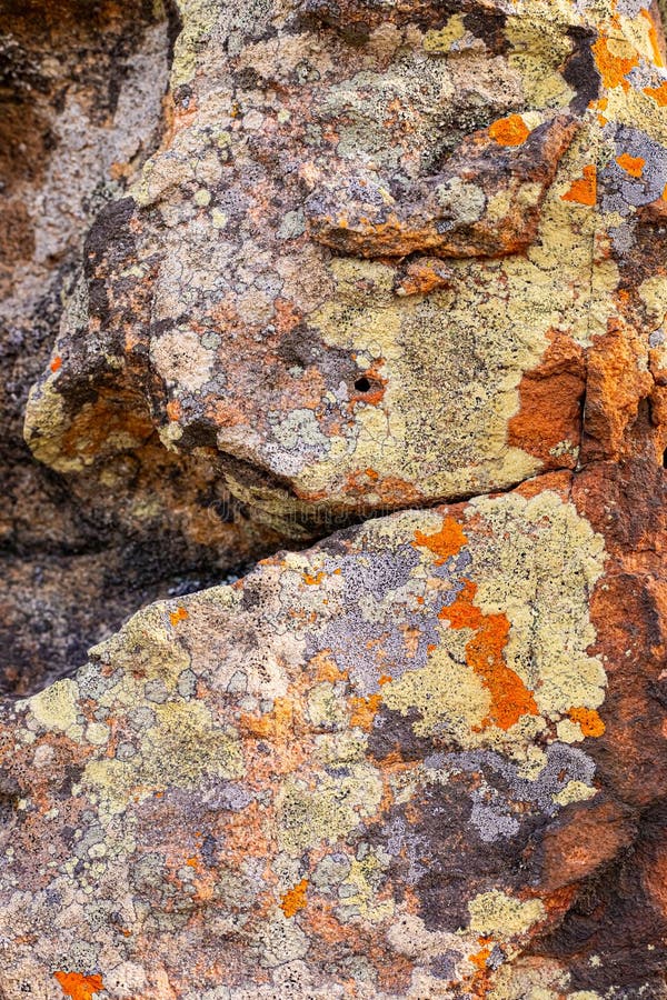 Macro Texture of Orange and Black Lichen Moss Growing on Mountain Rock ...