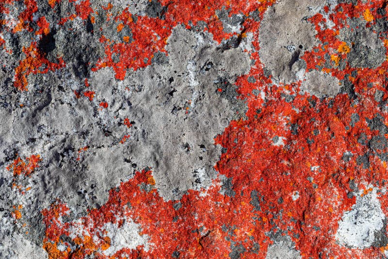 Macro Texture of Orange Red Lichen Moss Growing on Mountain Rock Stock ...