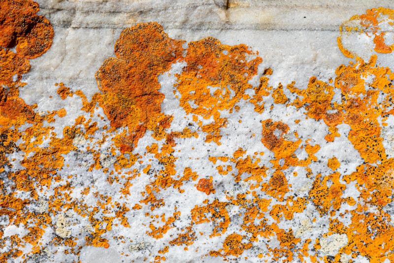 Macro Texture of Orange Red Lichen Moss Growing on Mountain Rock Stock ...