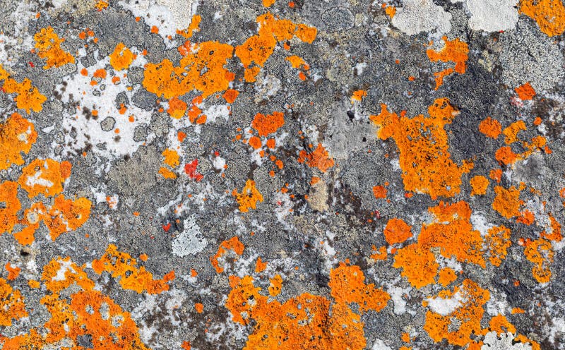 Macro Texture of Orange Red Lichen Moss Growing on Mountain Rock Stock ...