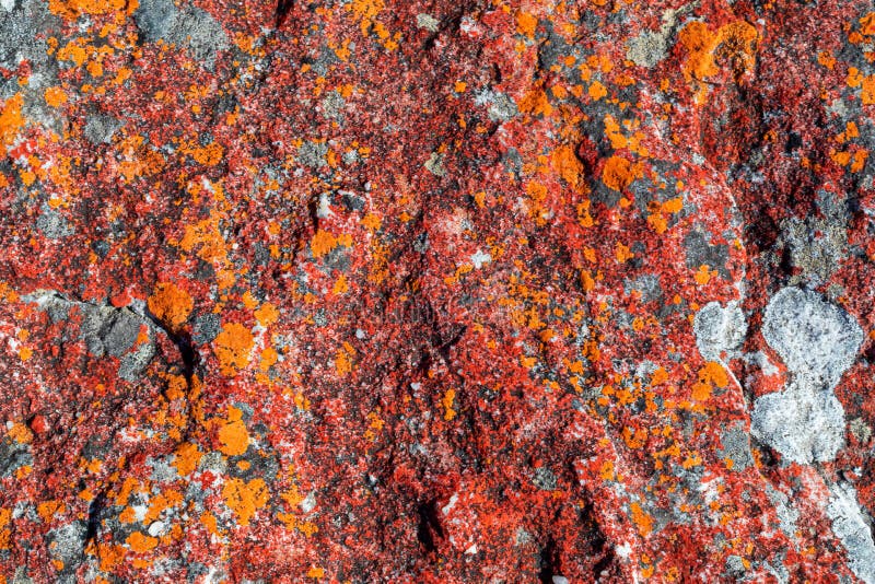 Macro Texture of Orange Red Lichen Moss Growing on Mountain Rock Stock ...