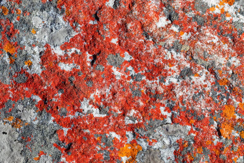 Macro Texture of Orange Red Lichen Moss Growing on Mountain Rock Stock ...