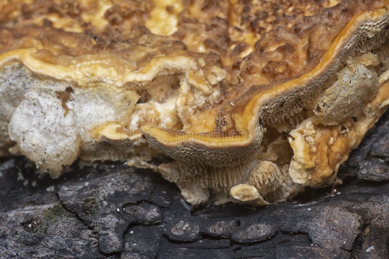 Macro of the Texture and Pattern of the Inedible Wild Fungus Bracket ...
