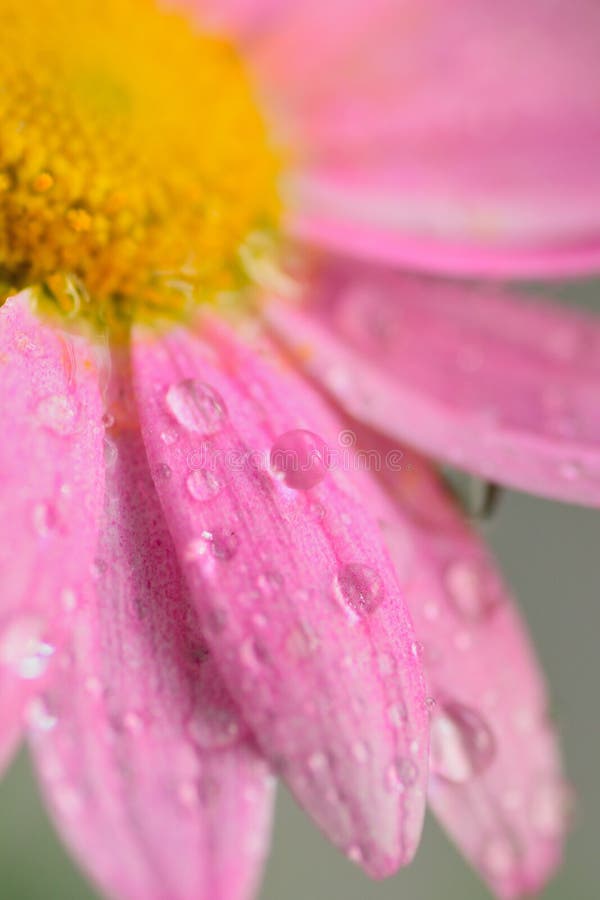 Macro Texture of Pink Daisy Flower with Water Droplets Stock Image ...