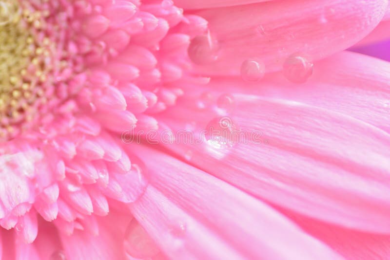Macro Texture of Pink Daisy Flower with Water Droplets Stock Photo ...