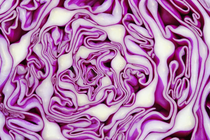 Macro Texture of Red Cabbage in Section. Stock Photo - Image of ...