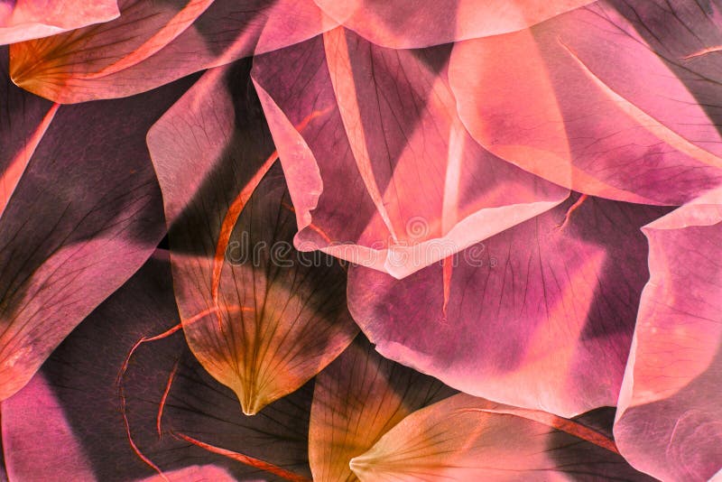 A Macro Texture of Roses Leaves Stock Photo - Image of magnification ...