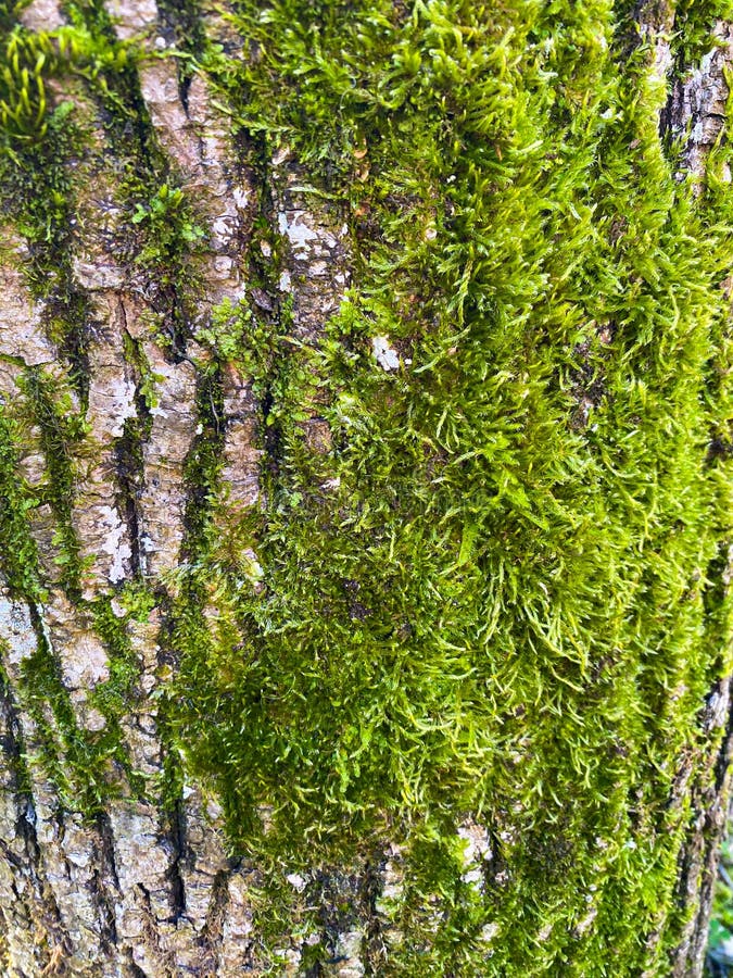 Macro Texture of Tree Bark with Green Moss Stock Image - Image of ecosystem, wild: 407477967