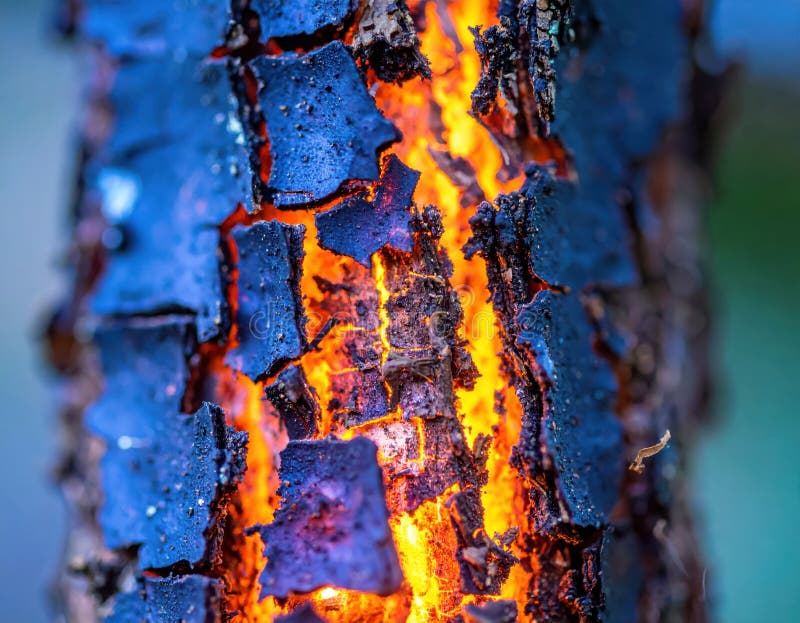 Macro Texture of Tree Bark Pressed Still Life Composition Stock ...