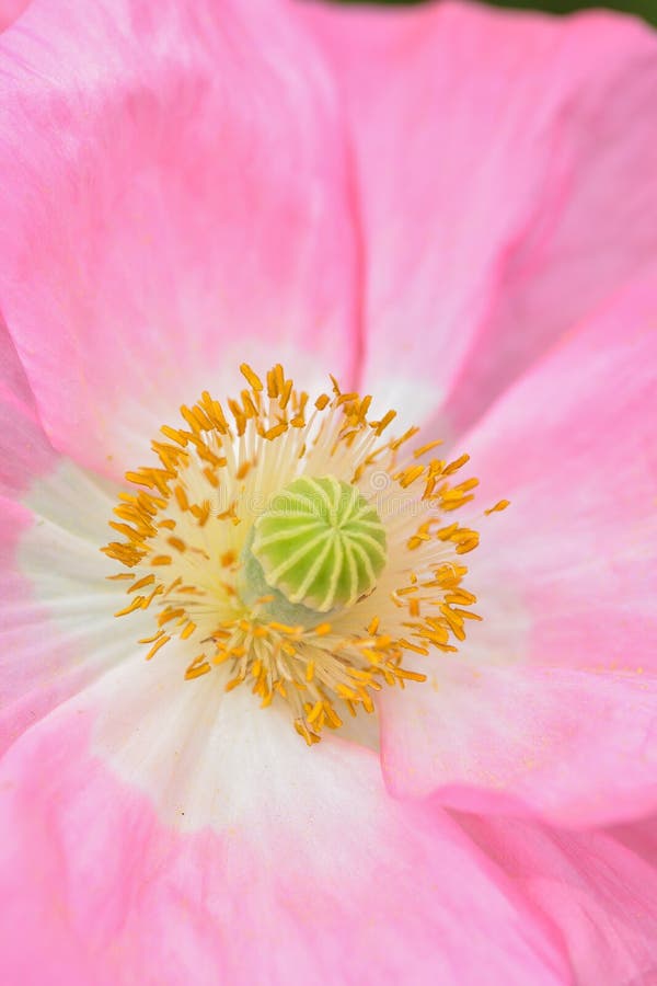 Macro Texture of Vibrant Pink Colored Poppy Flower Stock Photo - Image ...