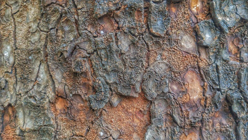 Tactile Grey Tree Bark Stock Photos - Free & Royalty-Free Stock Photos ...