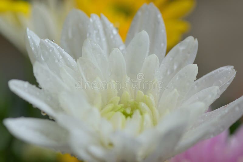 Macro Texture of White Dahlia Flower Petals with Water Droplets Stock ...