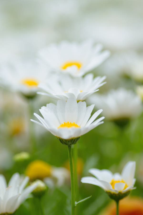 Macro Texture of White Daisy Flower in Garden Stock Image - Image of ...
