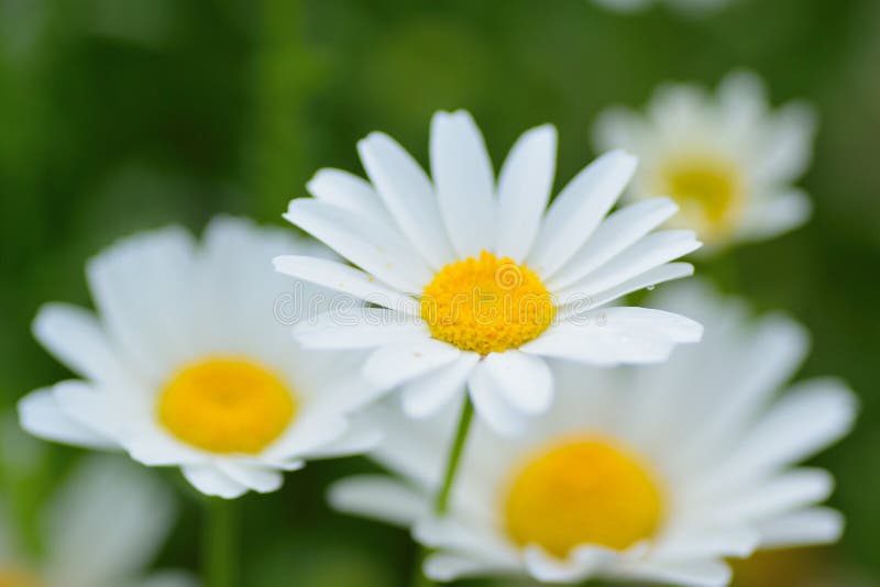 Macro Texture of White Daisy Flower in Garden Stock Photo - Image of ...