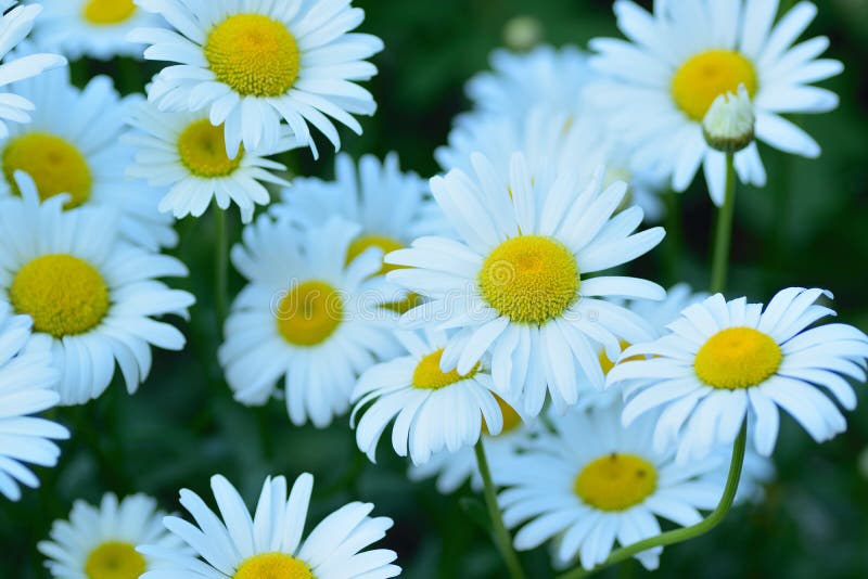 Macro Texture of Japanese Pink Weeping Cherry Blossoms Stock Photo ...