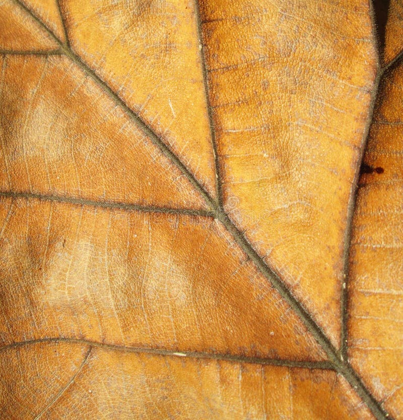 Textured Autumn Leaves stock image. Image of golden, mottled - 3591599
