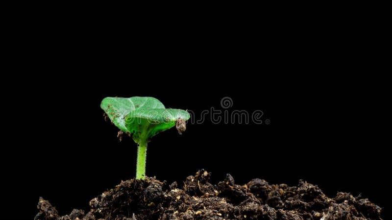 Macro Time Lapse of Fresh Cucumber Growing. Close-up of the Germination ...