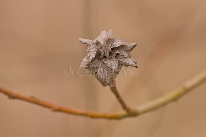 Macro of Tiny Brown Dried Leaves on a Twig Stock Image - Image of plant ...