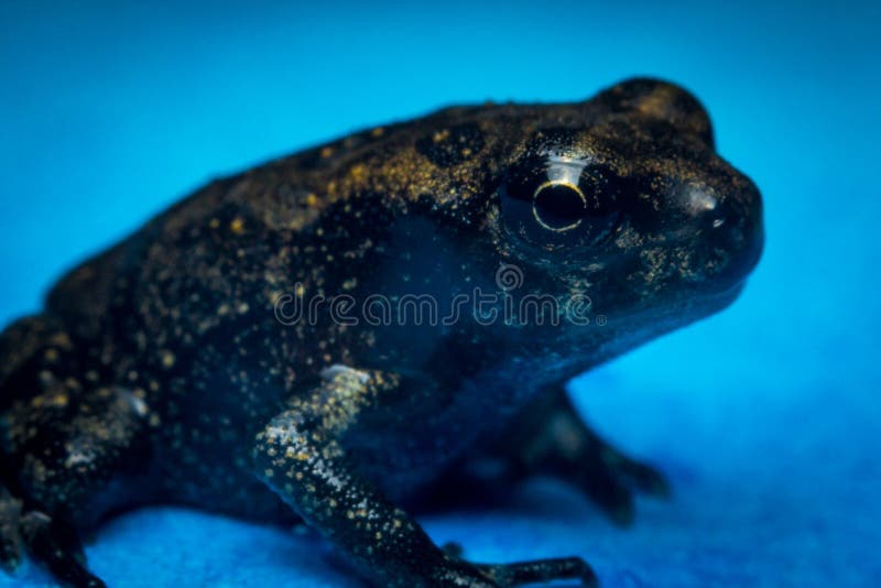 Macro Tiny Frog stock image. Image of environment, small - 123855493