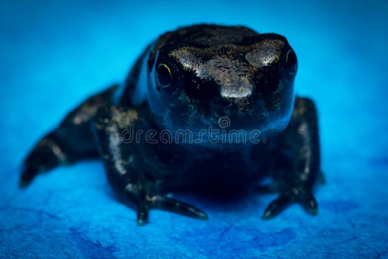 Macro Tiny Frog stock photo. Image of spring, environment - 123855572
