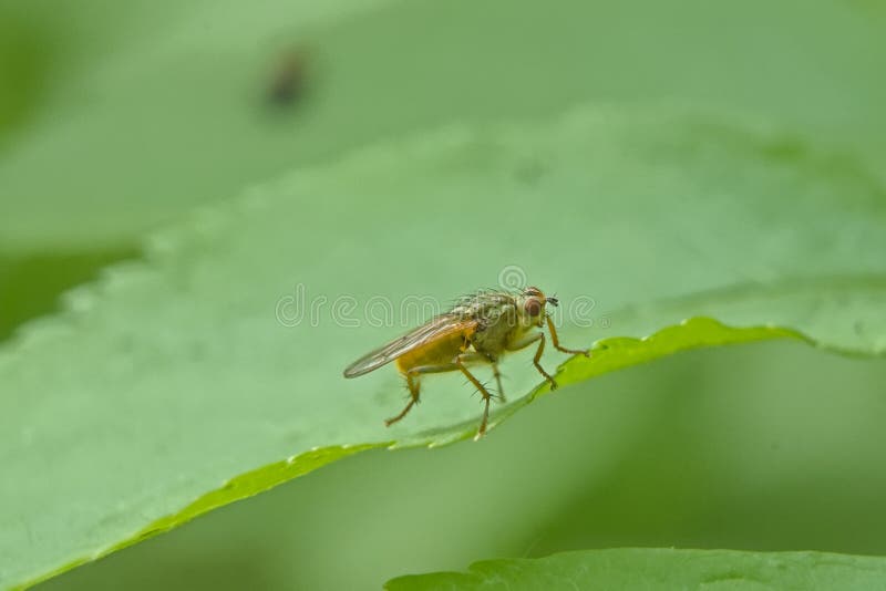 Tiny Golden Dung Fly Sitting on a Leaf Stock Photo - Image of macro ...