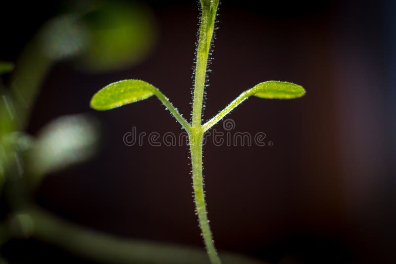 Macro of Tiny Growing Plant with Two Sprout Shallow Focus Stock Photo ...