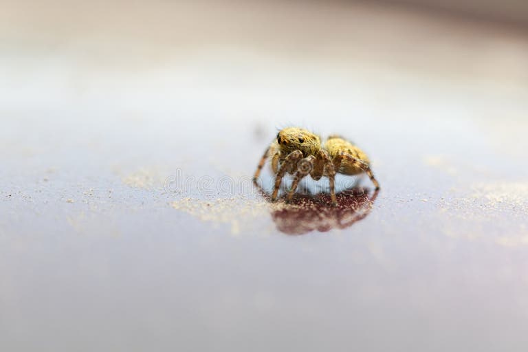 Macro of Tiny Jumping Spider Stock Image - Image of hairy, animal: 46713565