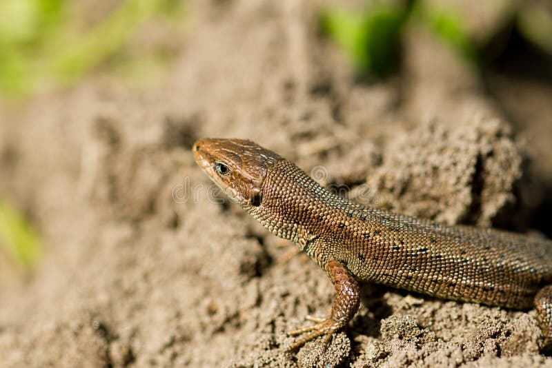 Macro of Tiny Lizard in the Forest Temperate Zone Stock Image - Image ...