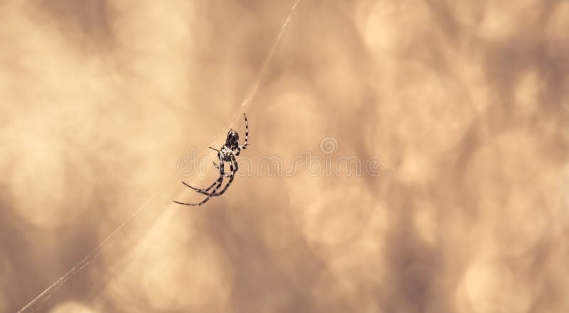 Tiny Spider in a Spiderweb stock photo. Image of small - 271147120