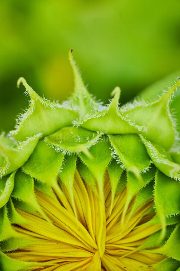 Macro of Tiny Yellow Petals Forming Inside Green Flower Bud of ...